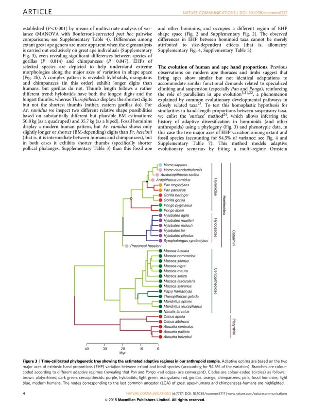 The evolution of human and ape hand proportions | PDF