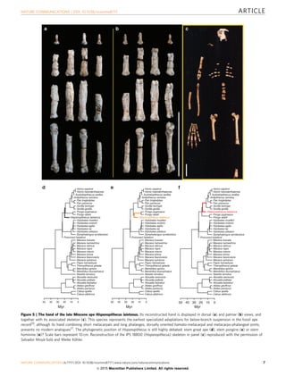 The evolution of human and ape hand proportions | PDF
