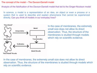 1.3 Membrane Structure | PPTX