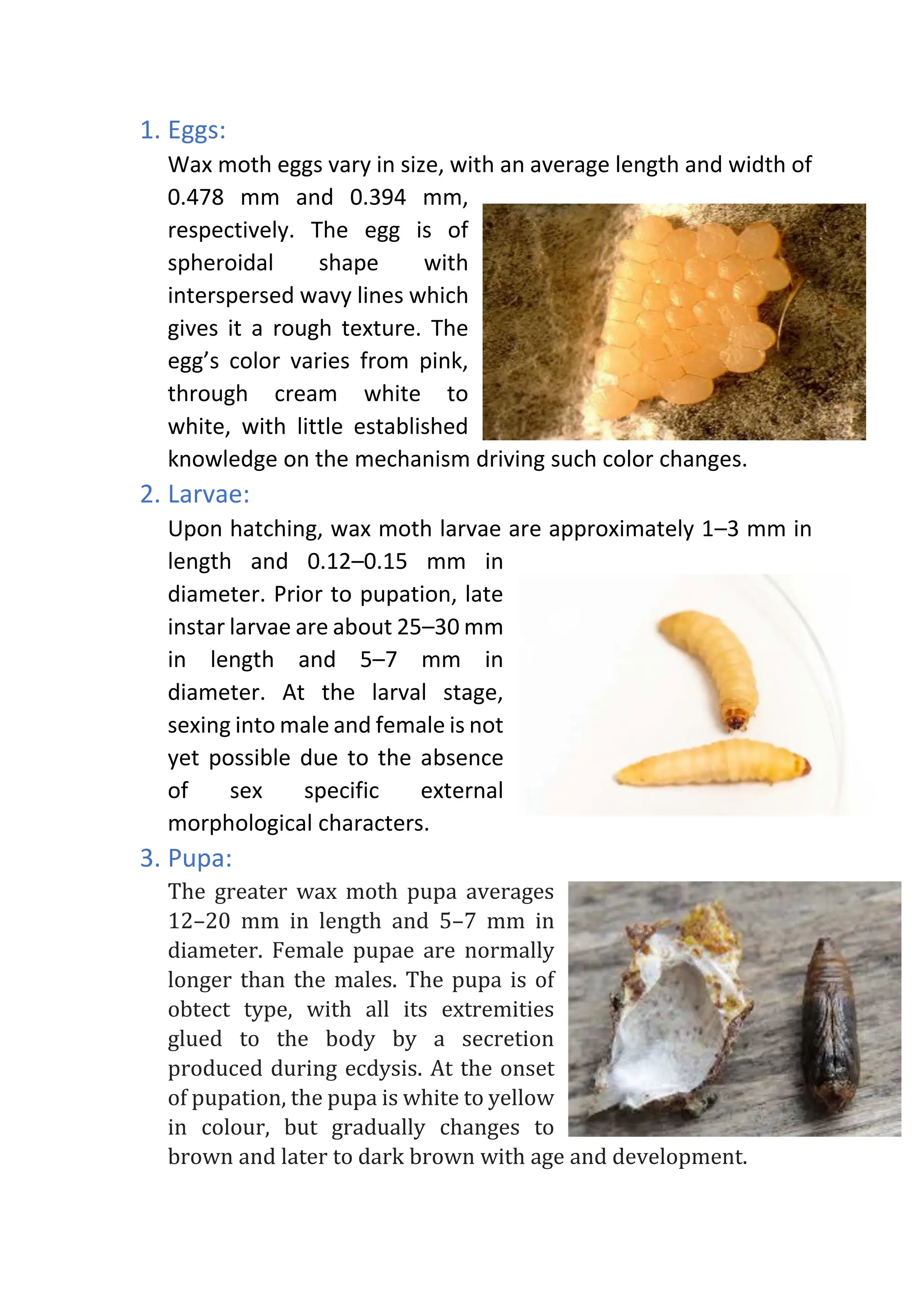 Greater wax moth of Honey bees-honey bee | PDF