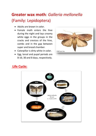 Greater wax moth of Honey bees-honey bee | PDF
