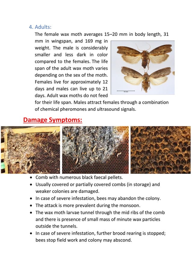 Greater wax moth of Honey bees-honey bee | PDF