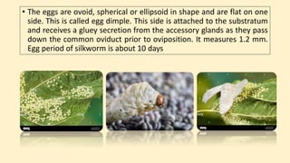 3010320004.ento.4.3.pptx management of beneficial insects | PPTX