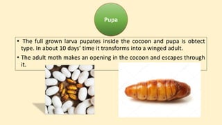 3010320004.ento.4.3.pptx management of beneficial insects | PPTX