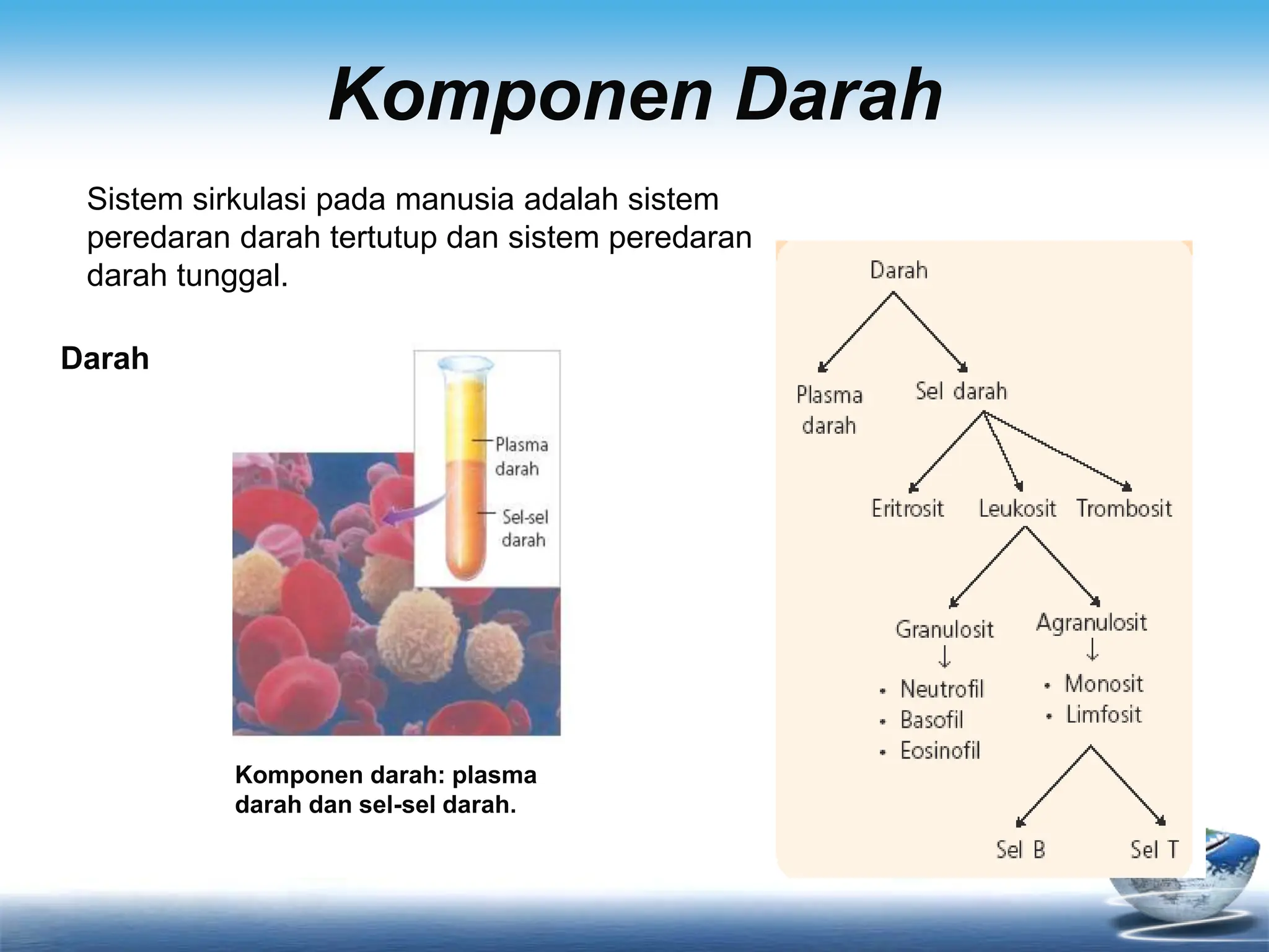 Sistem Peredaran Darah Pada Hewan dan Manusia | PPT