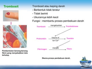 Sistem Peredaran Darah Pada Hewan dan Manusia | PPT
