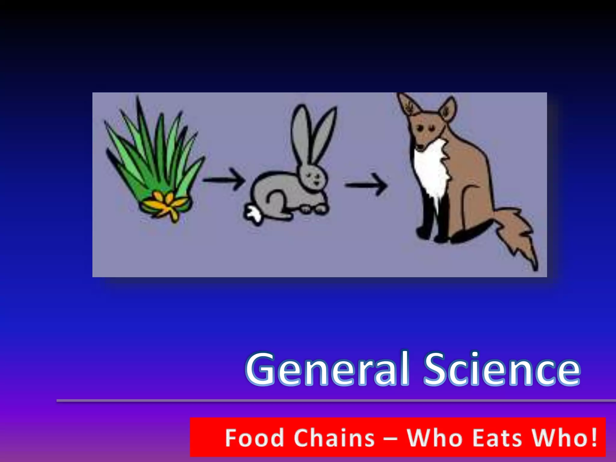 Food chains - Who eats who! | PPTX
