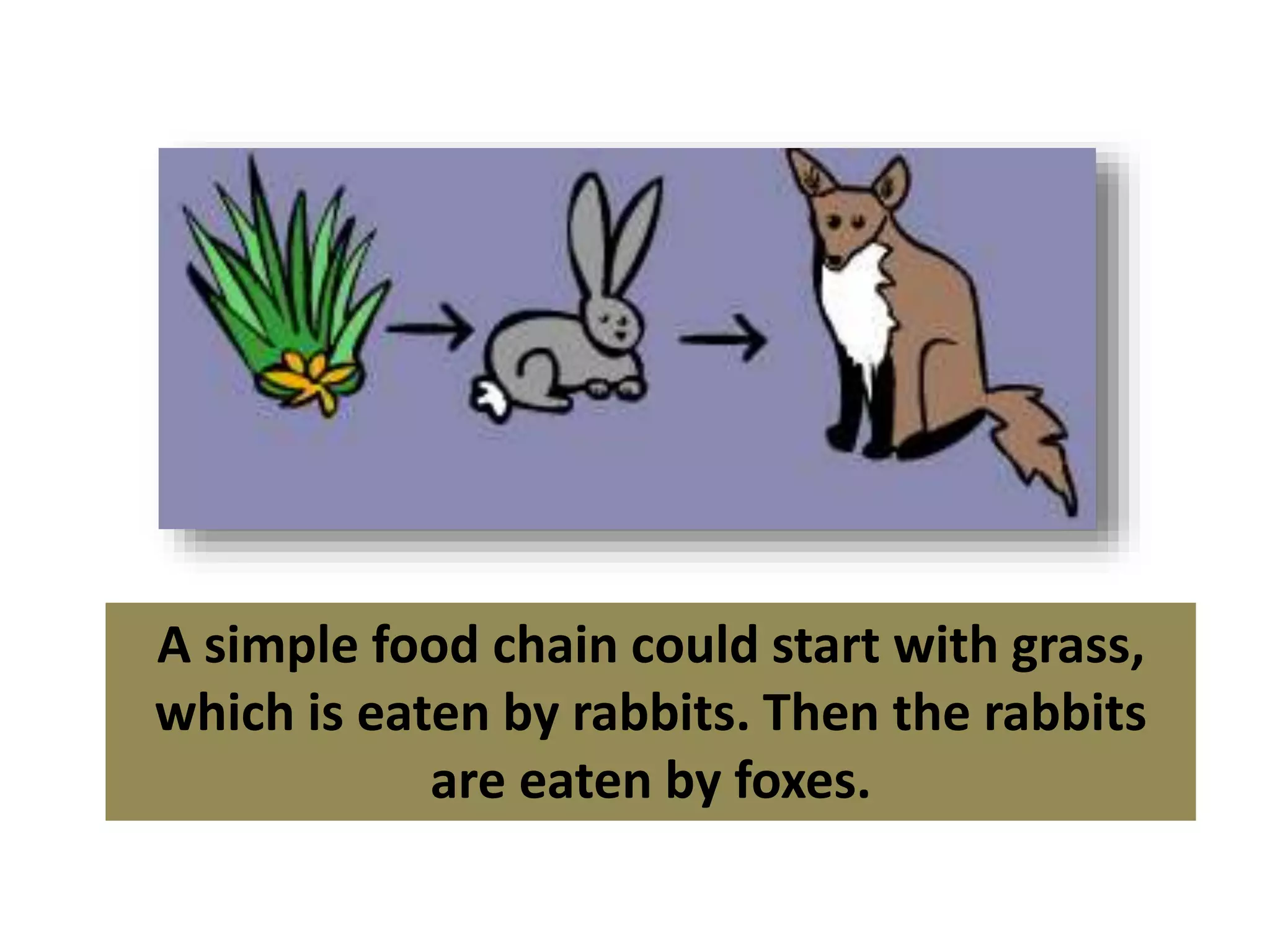 Food chains - Who eats who! | PPTX
