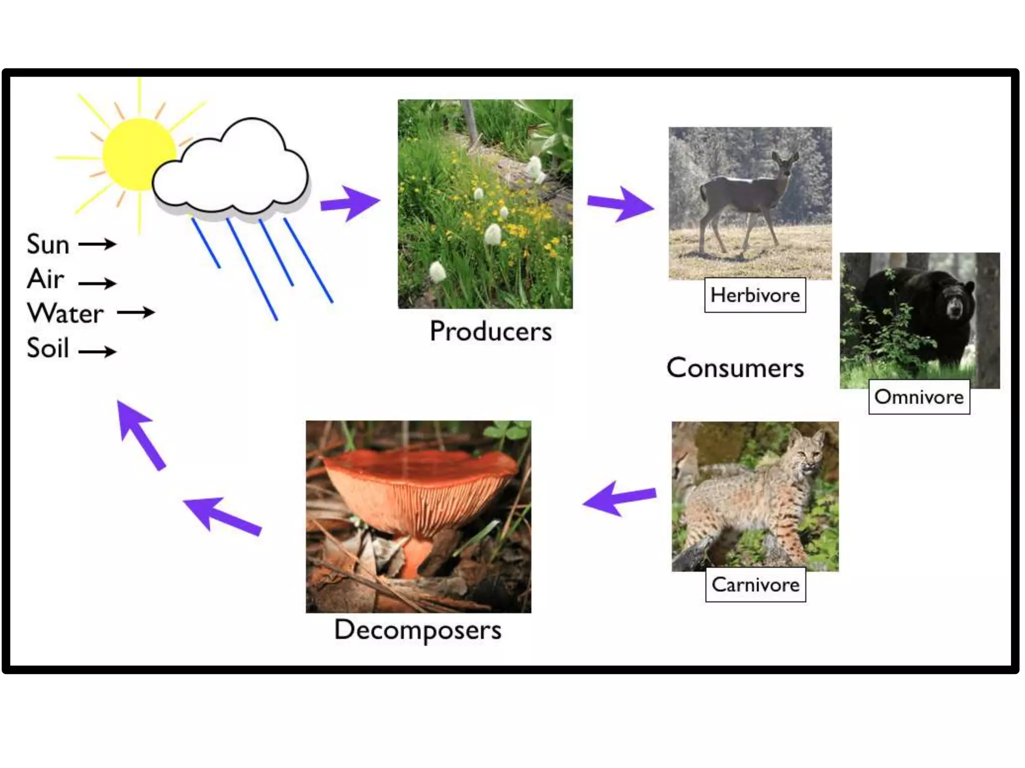 Food chains - Who eats who! | PPTX
