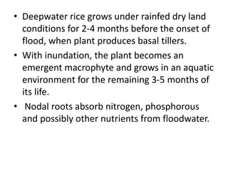 DEEP WATER RICE | PPTX