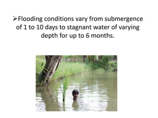 DEEP WATER RICE | PPTX