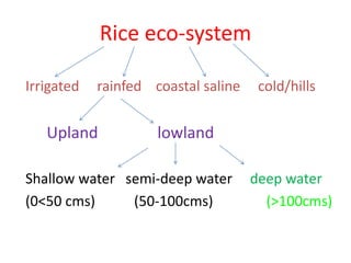 DEEP WATER RICE | PPTX