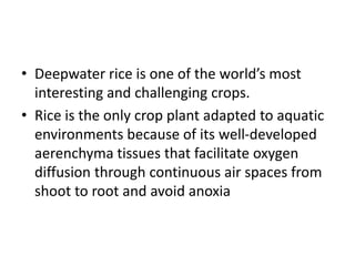 DEEP WATER RICE | PPTX