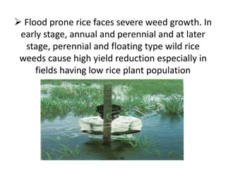 DEEP WATER RICE | PPTX