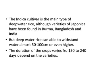 DEEP WATER RICE | PPTX