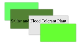 Salt & Flood tolerant plant presentation | PPTX