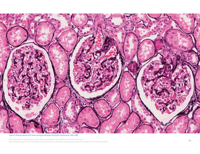 VENTANA BenchMark Special Stains General Reference Guide | PDF ...