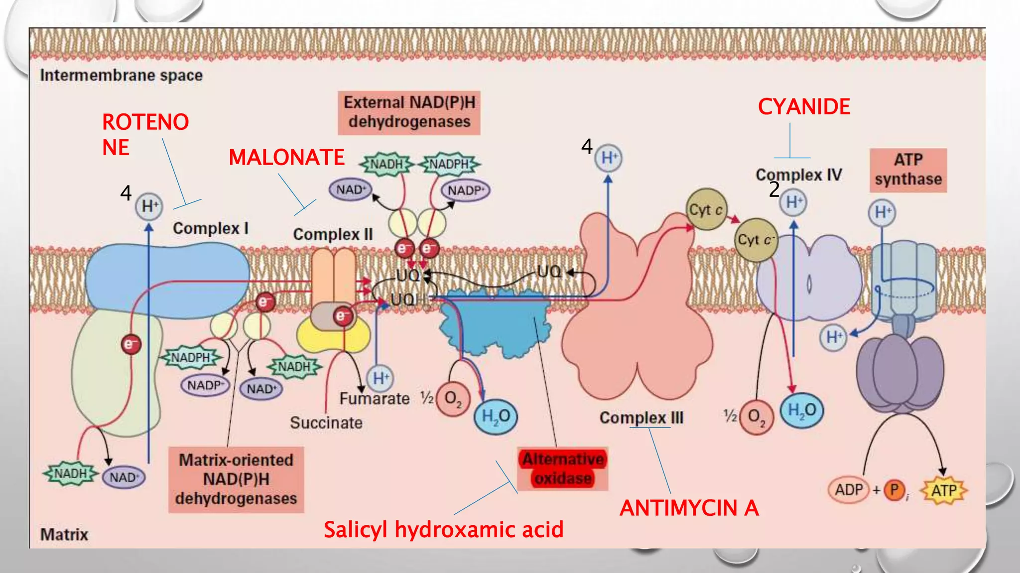 Alternative oxidase | PPTX