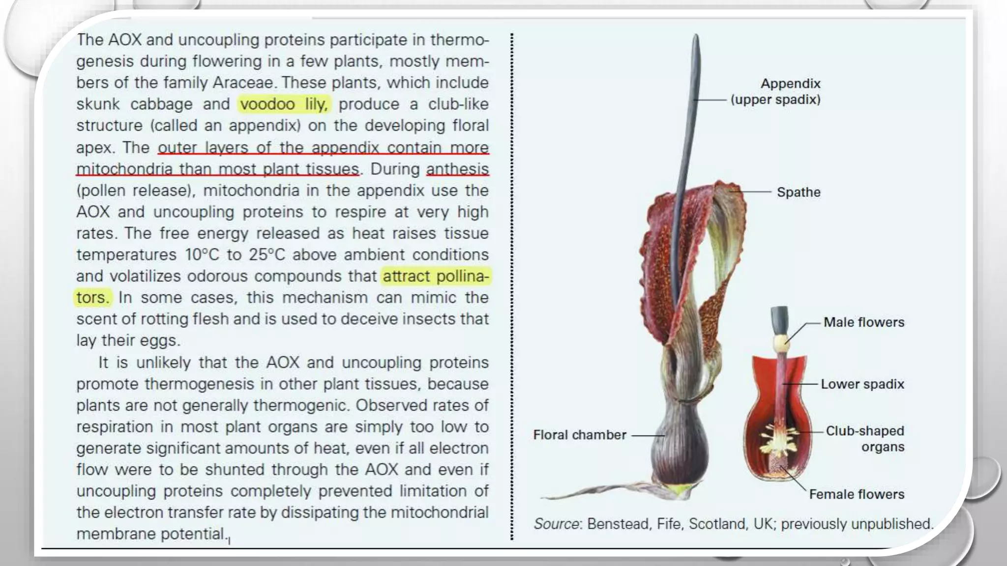 Alternative oxidase | PPTX
