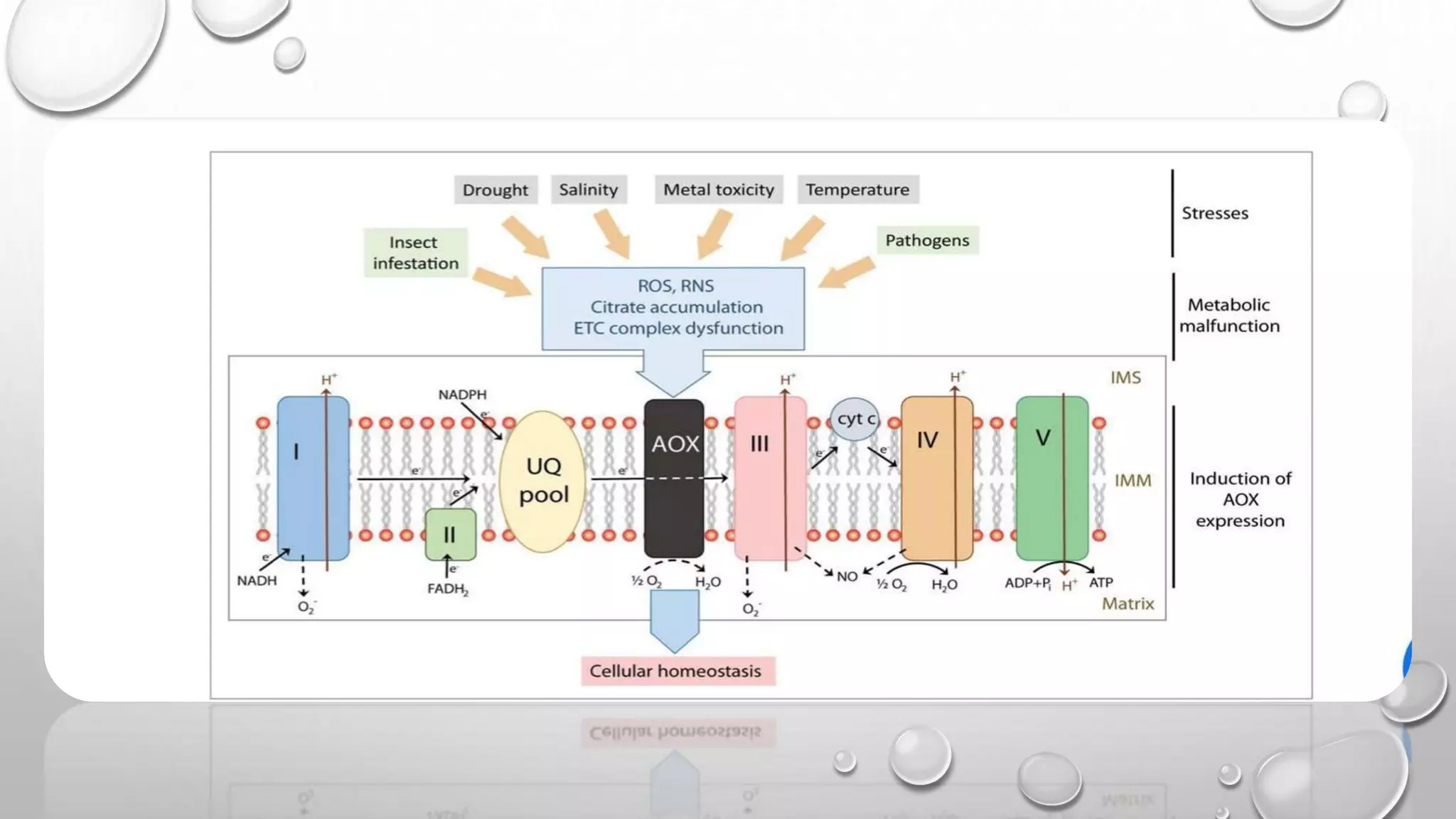 Alternative oxidase | PPTX