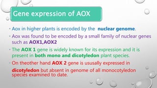 Alternative oxidase | PPTX