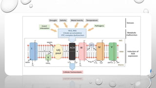 Alternative oxidase | PPTX