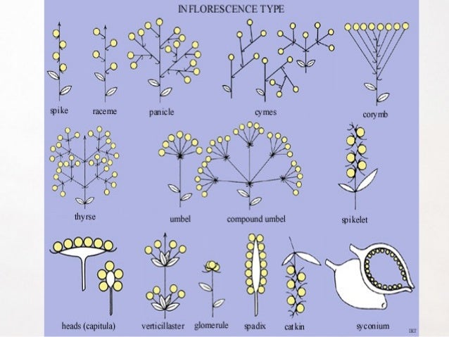30316 الزهرة flower