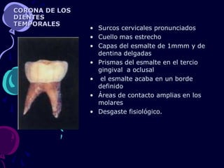 303541452-Morfologia-de-La-Denticion-Decidua.pdf