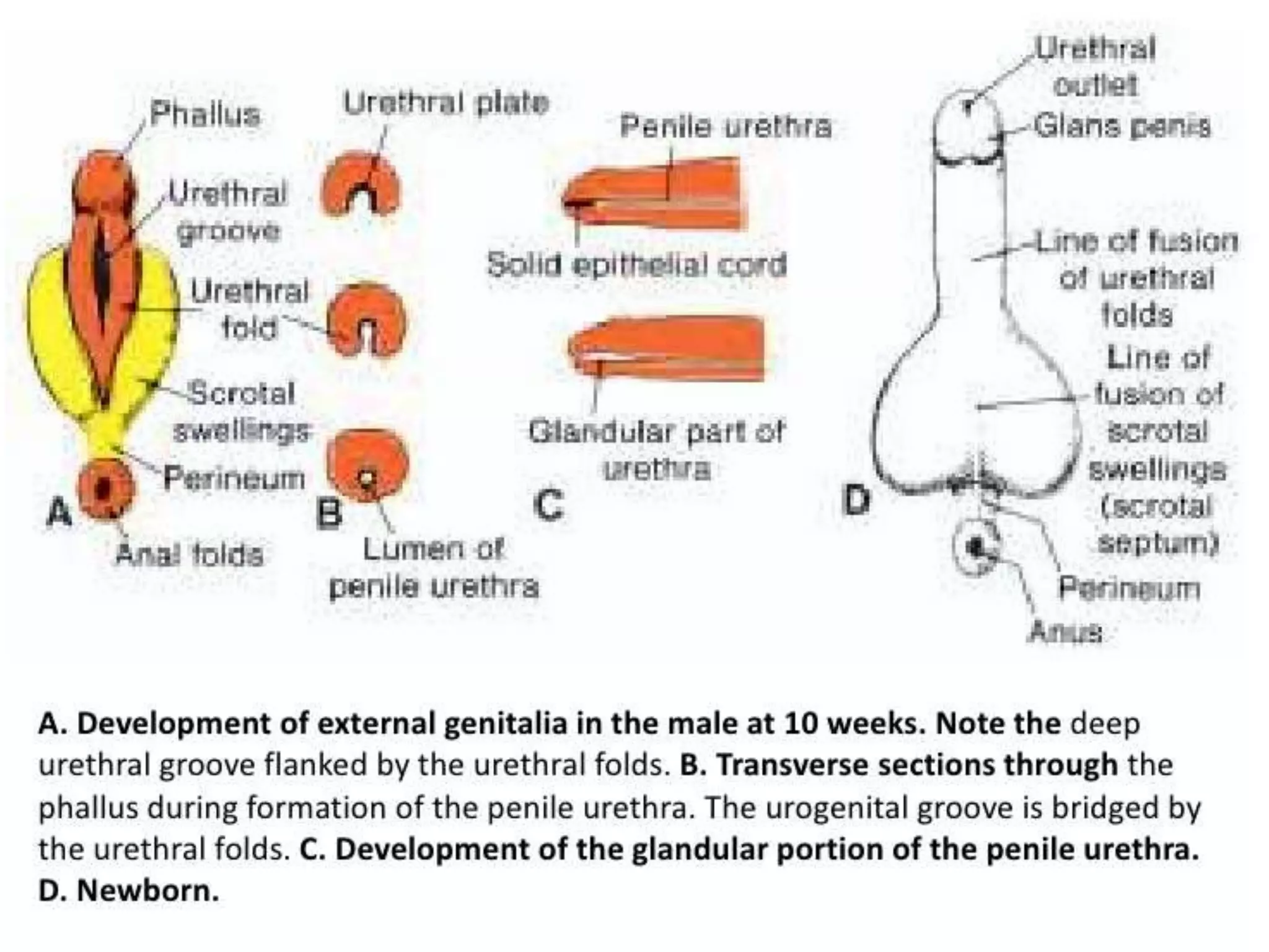 Development of genital system | PPTX