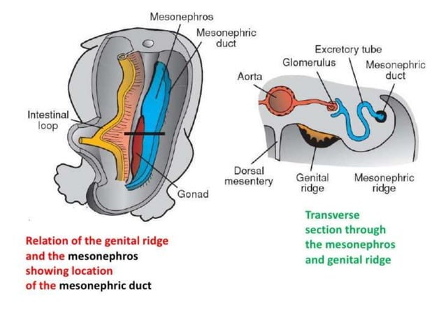 Development of genital system | PPTX