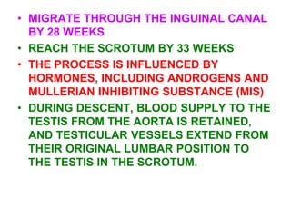 Development of genital system | PPTX