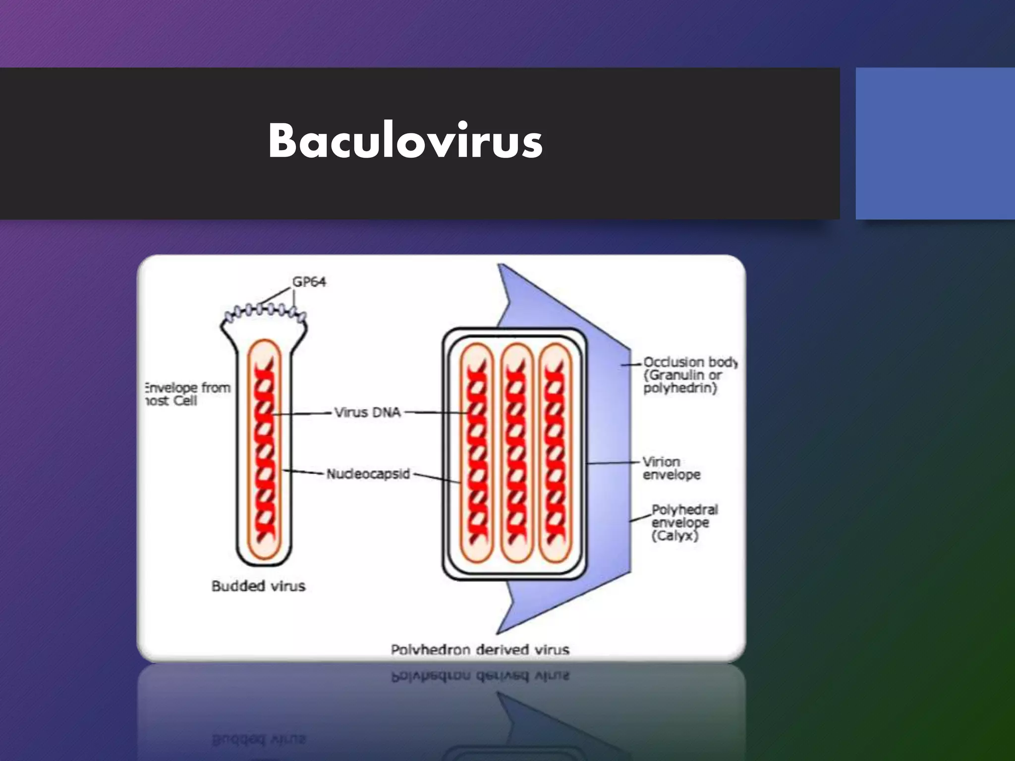 Quantitative Real-Time PCR for Rapid and Accurate Titration of Recombinant Baculovirus Particles ...