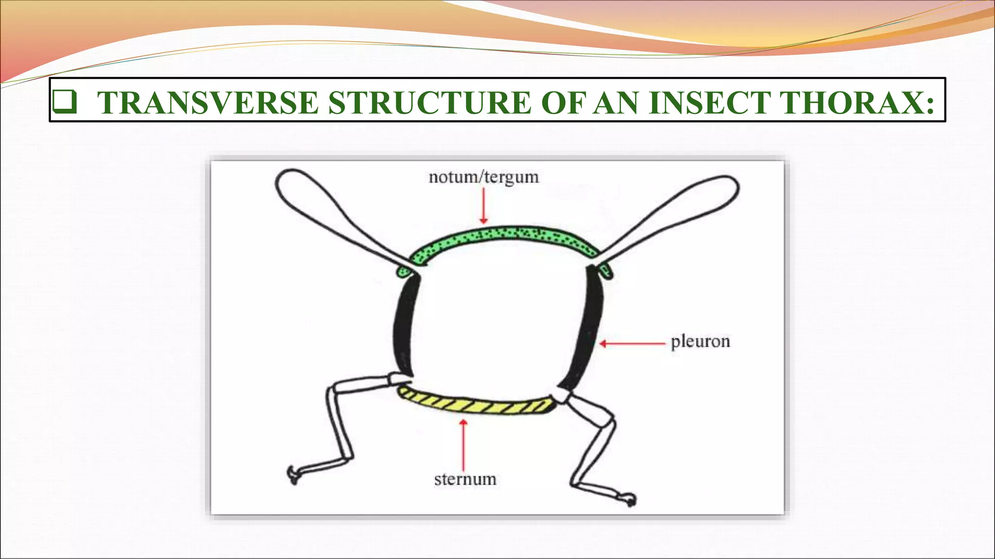 sclerites of thoraci segment in insect | PPT