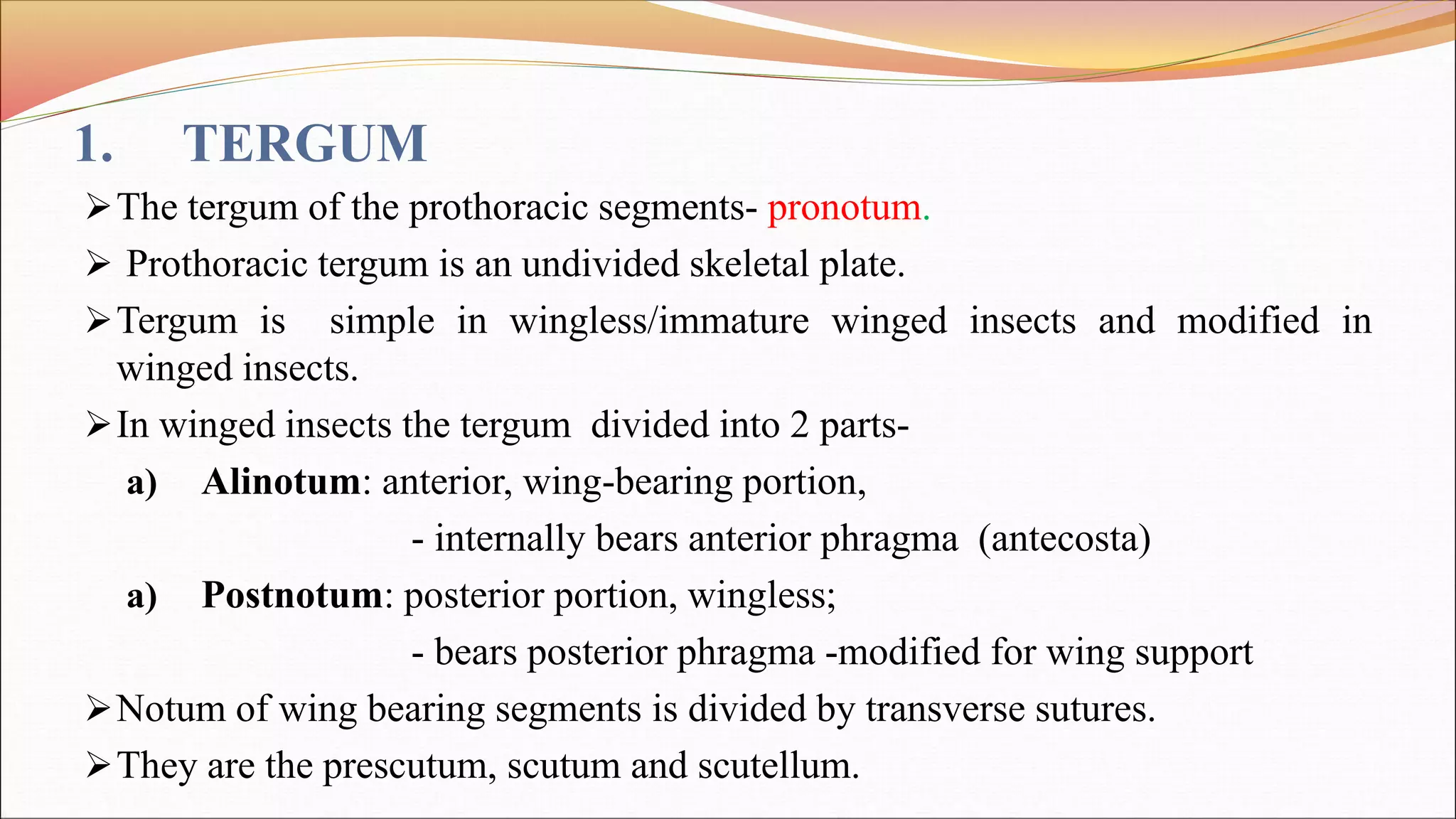 sclerites of thoraci segment in insect | PPT