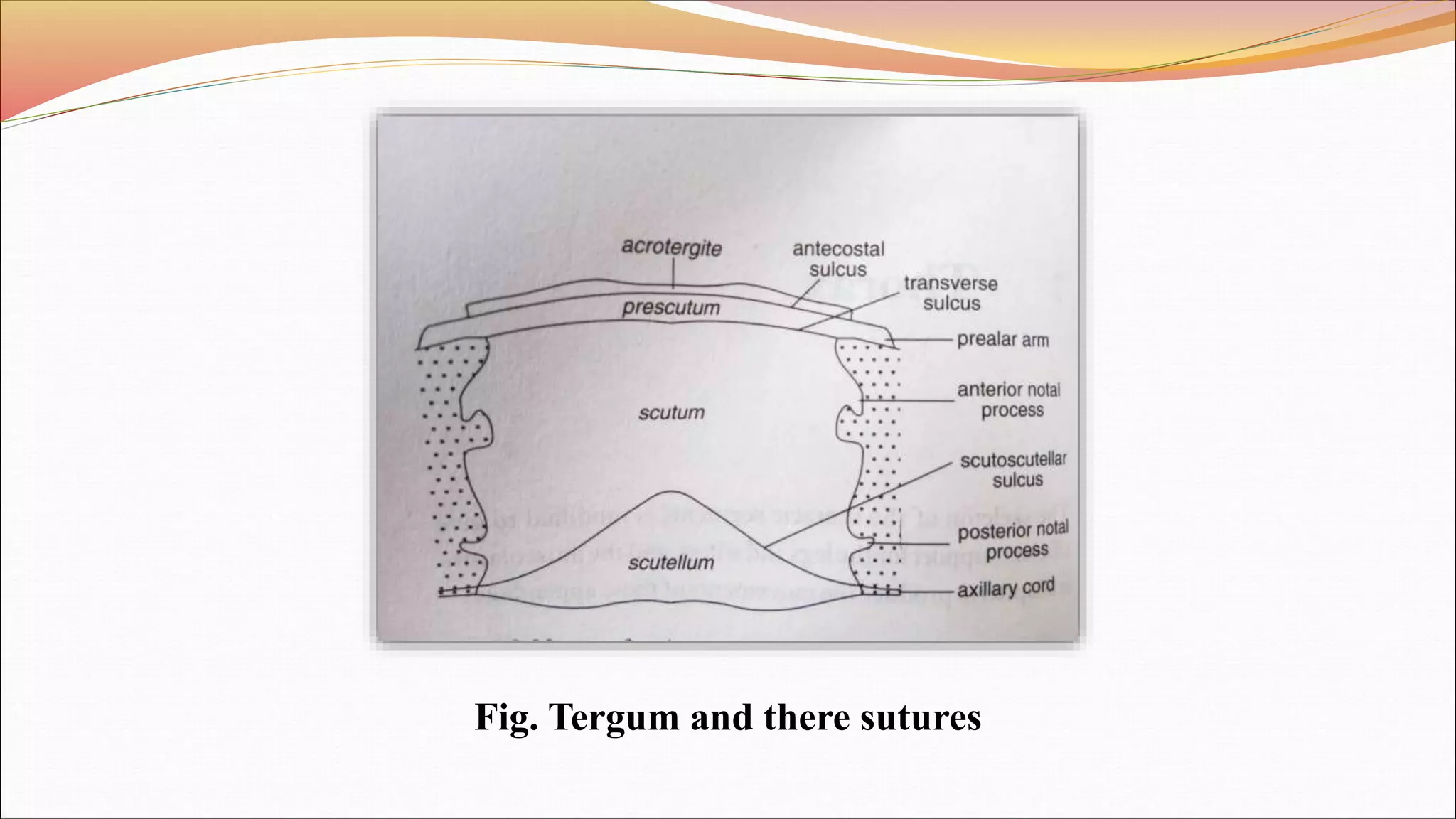 sclerites of thoraci segment in insect | PPT