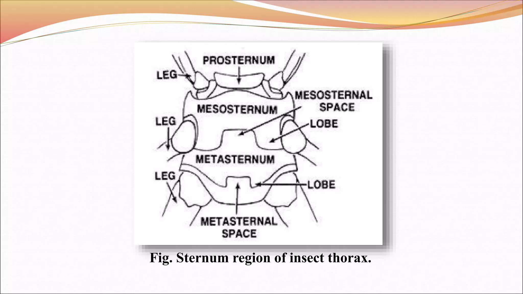 sclerites of thoraci segment in insect | PPT