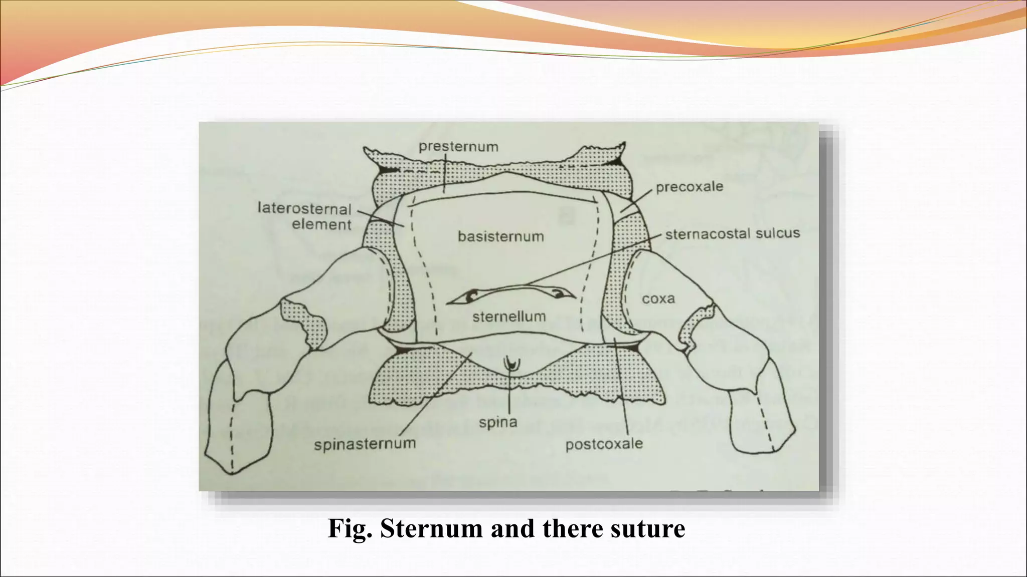 sclerites of thoraci segment in insect | PPT