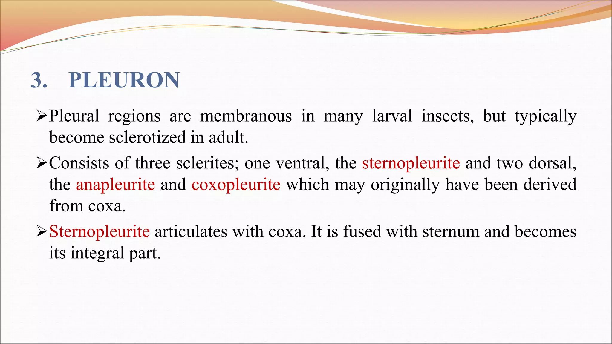 sclerites of thoraci segment in insect | PPT