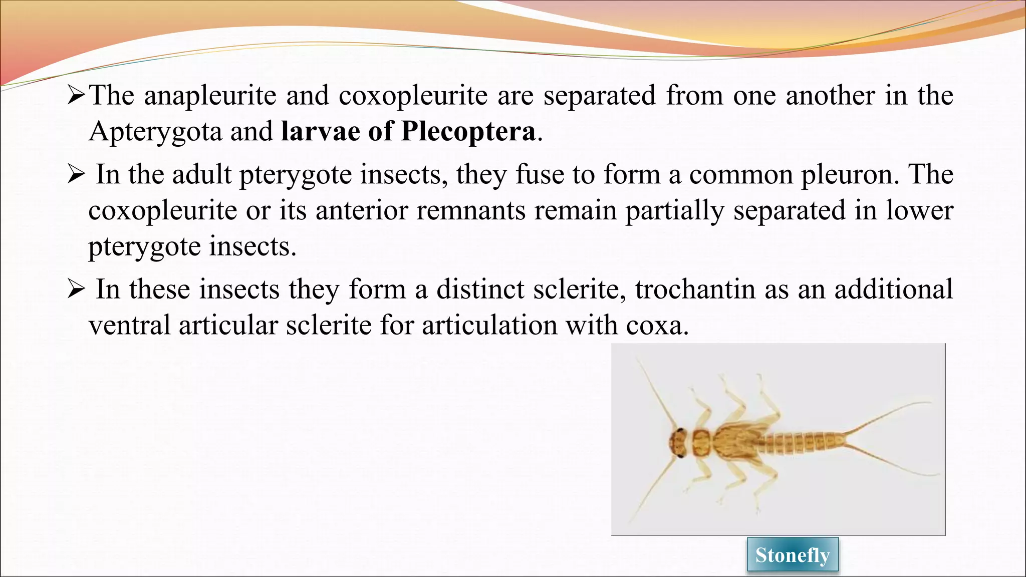 sclerites of thoraci segment in insect | PPT
