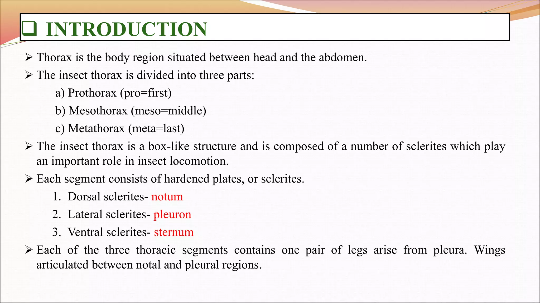 sclerites of thoraci segment in insect | PPT