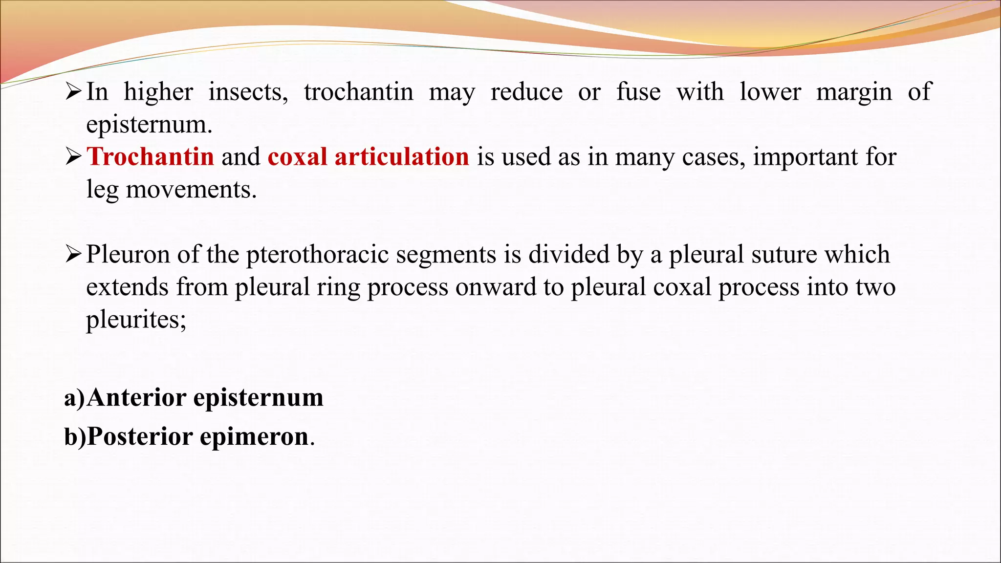 sclerites of thoraci segment in insect | PPT
