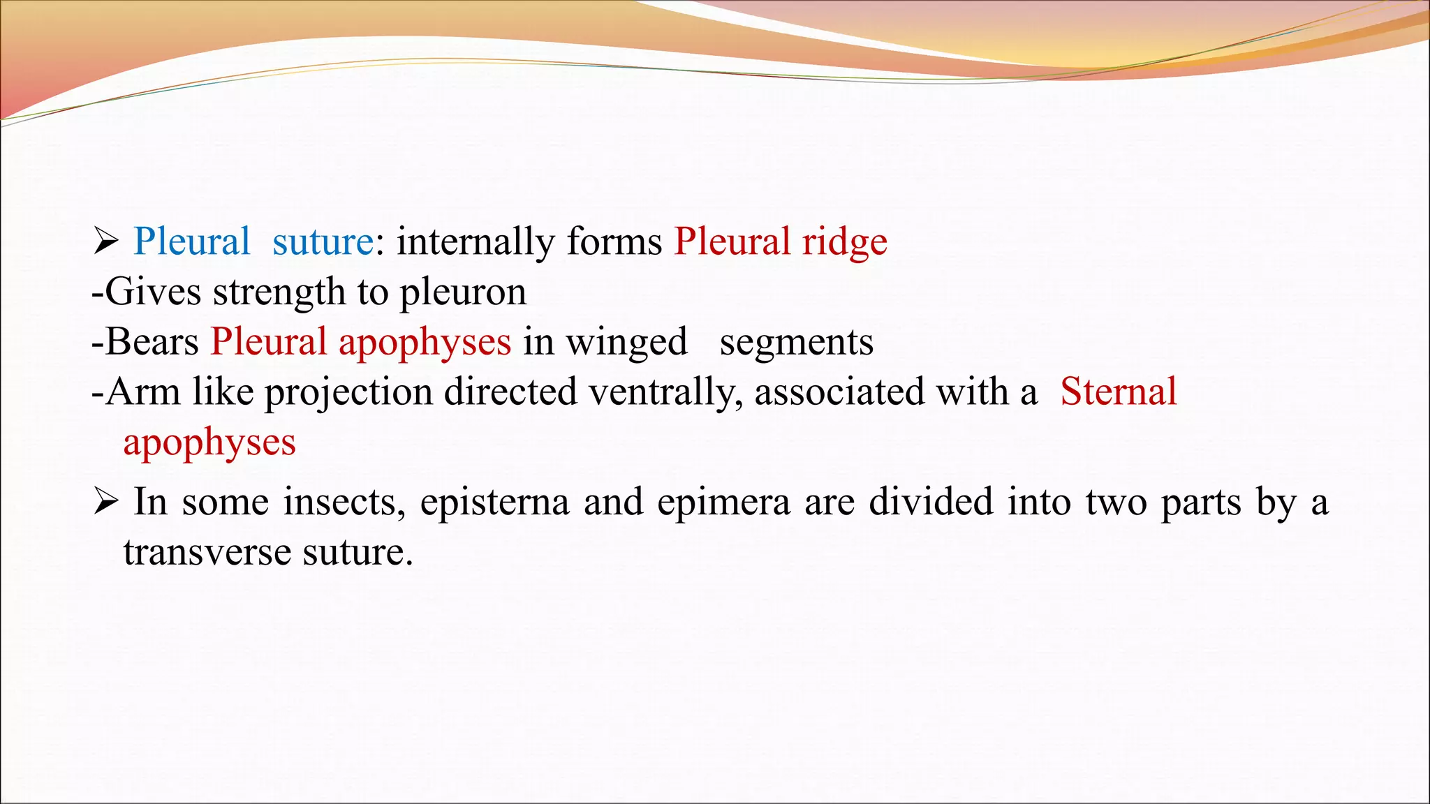 sclerites of thoraci segment in insect | PPT