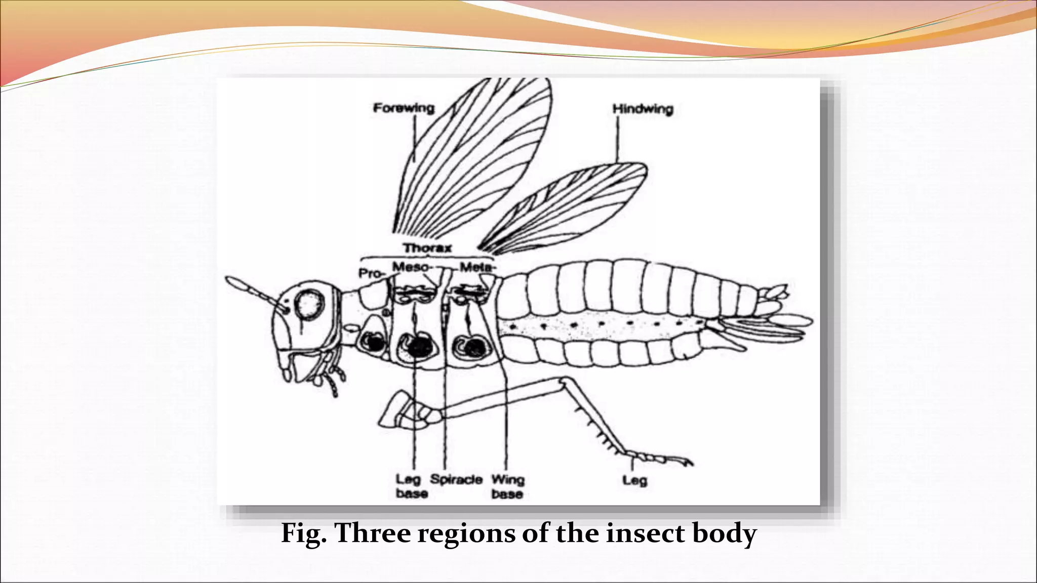 sclerites of thoraci segment in insect | PPT