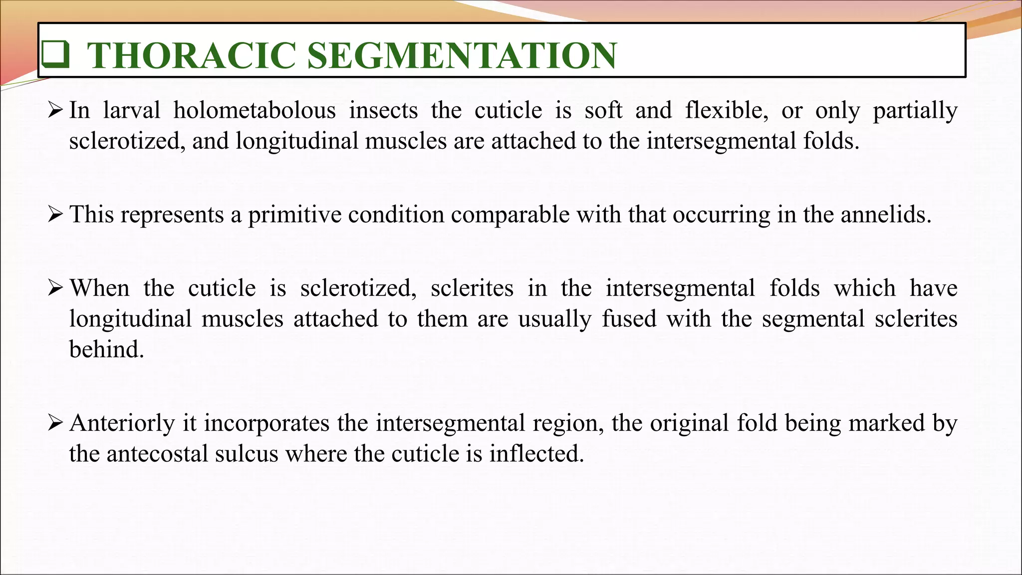 sclerites of thoraci segment in insect | PPT