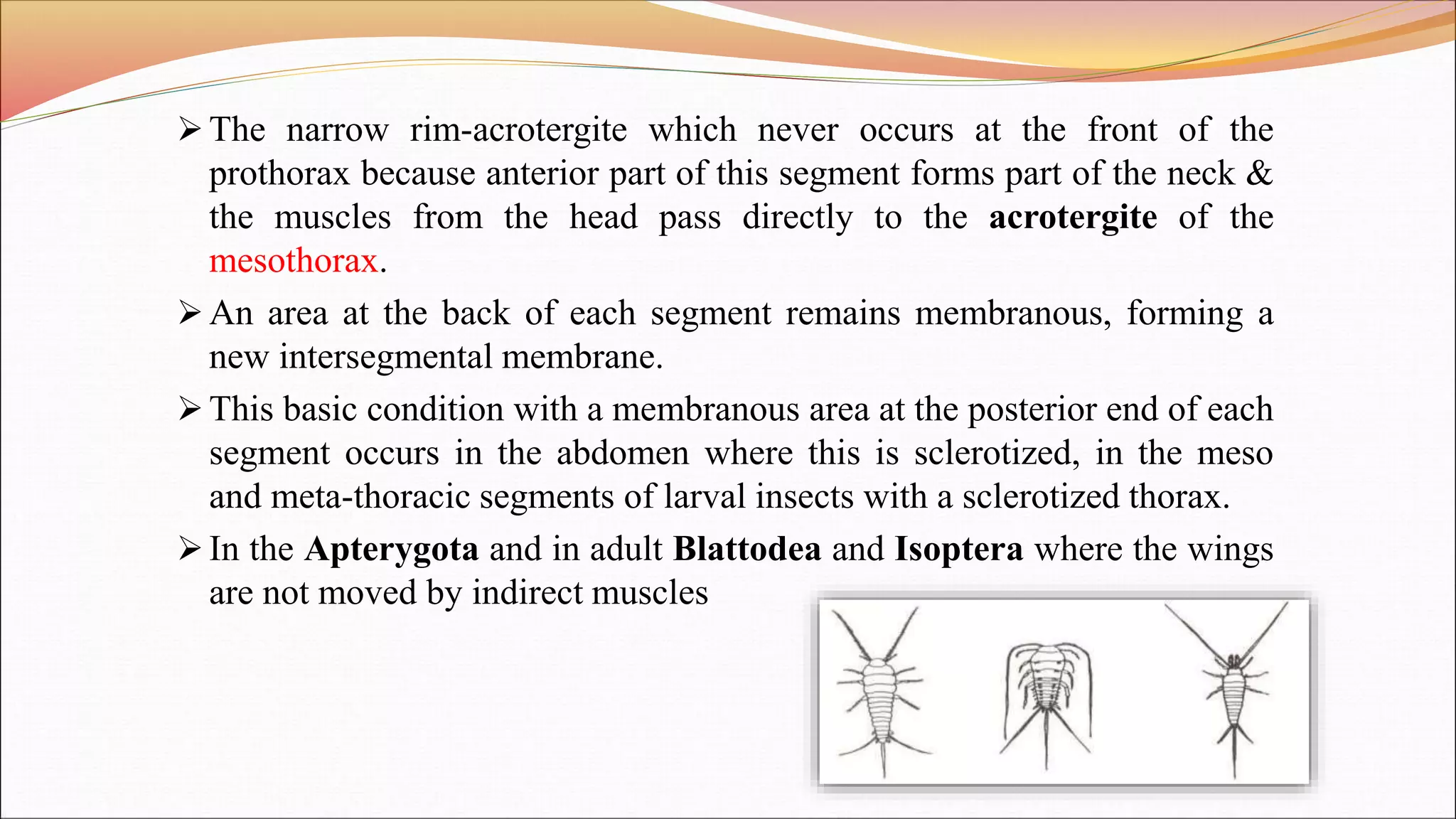 sclerites of thoraci segment in insect | PPT
