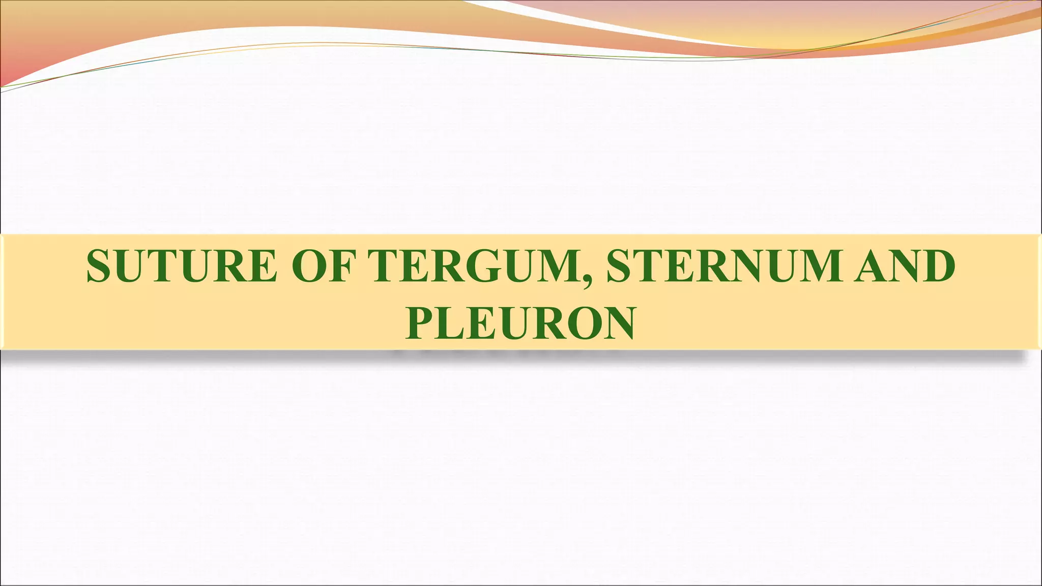 sclerites of thoraci segment in insect | PPT