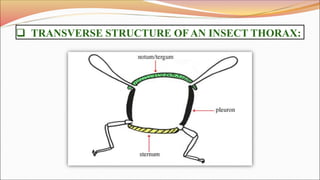 sclerites of thoraci segment in insect | PPT