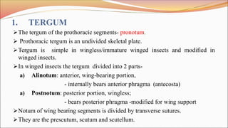 sclerites of thoraci segment in insect | PPT