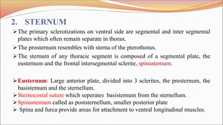 sclerites of thoraci segment in insect | PPT