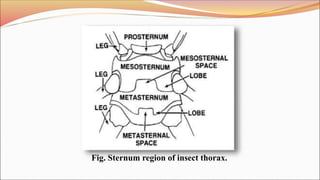 sclerites of thoraci segment in insect | PPT